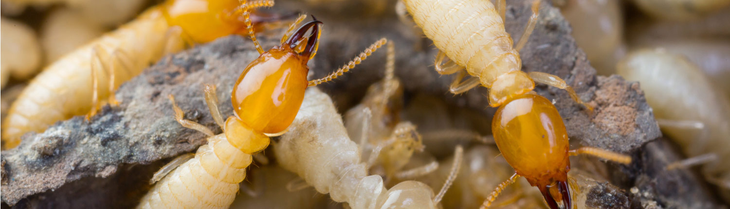 Termite Control Services | Pest Control Company in Charlotte, NC